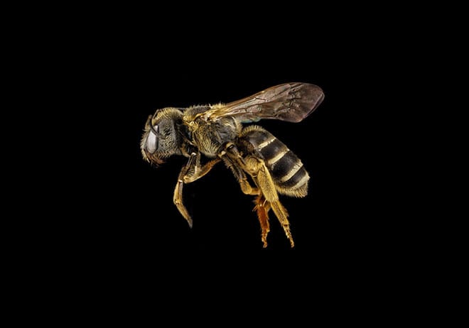 Creating the Vanatara Natural Landscape - Bee Keeping